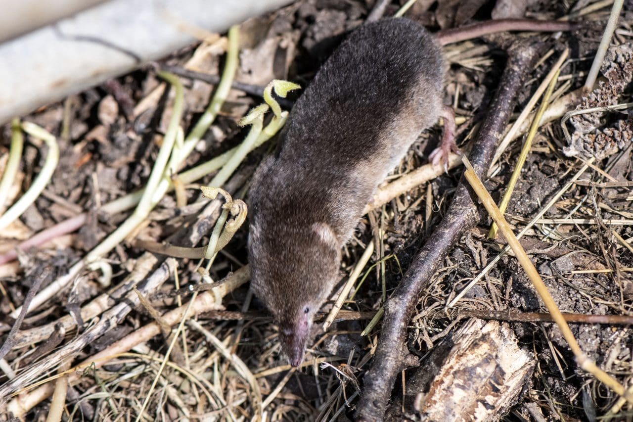 Mammals – Stroud Village Hall