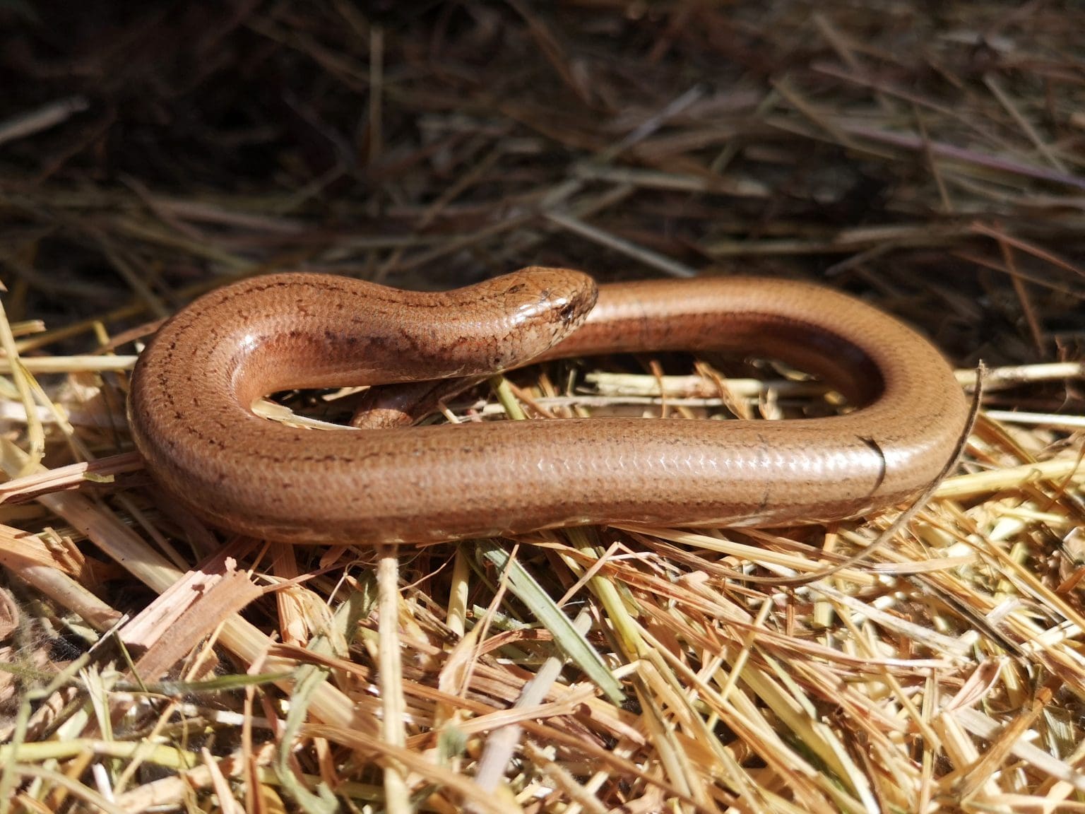 Reptiles & Amphibians – Stroud Village Hall