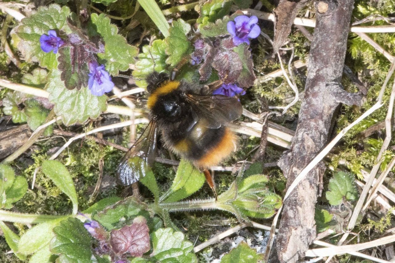 Insects & Spiders – Stroud Village Hall