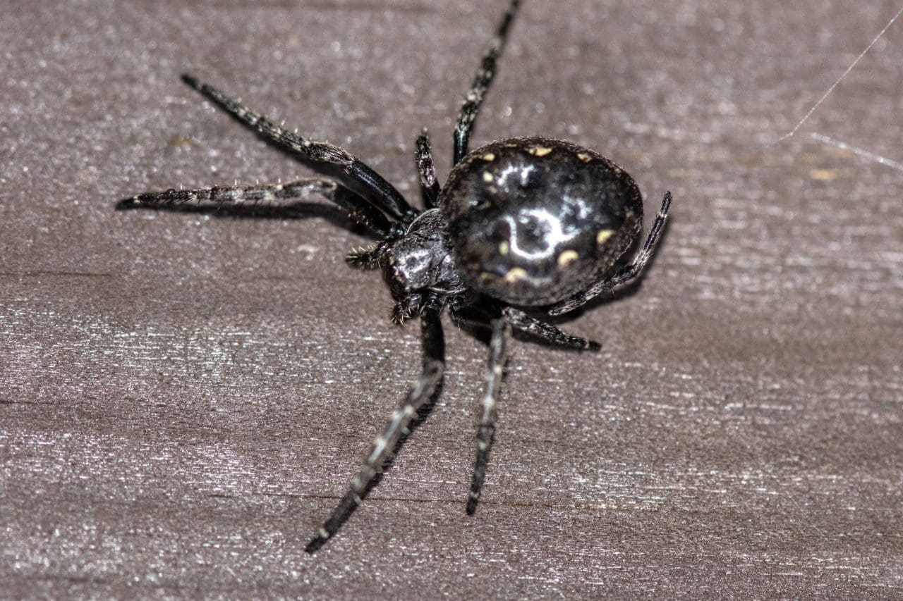 Insects & Spiders – Stroud Village Hall